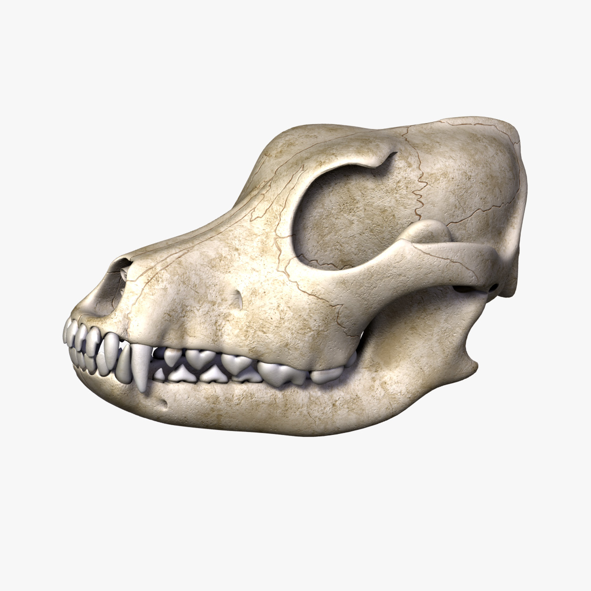 realistic dog skull 3d model
