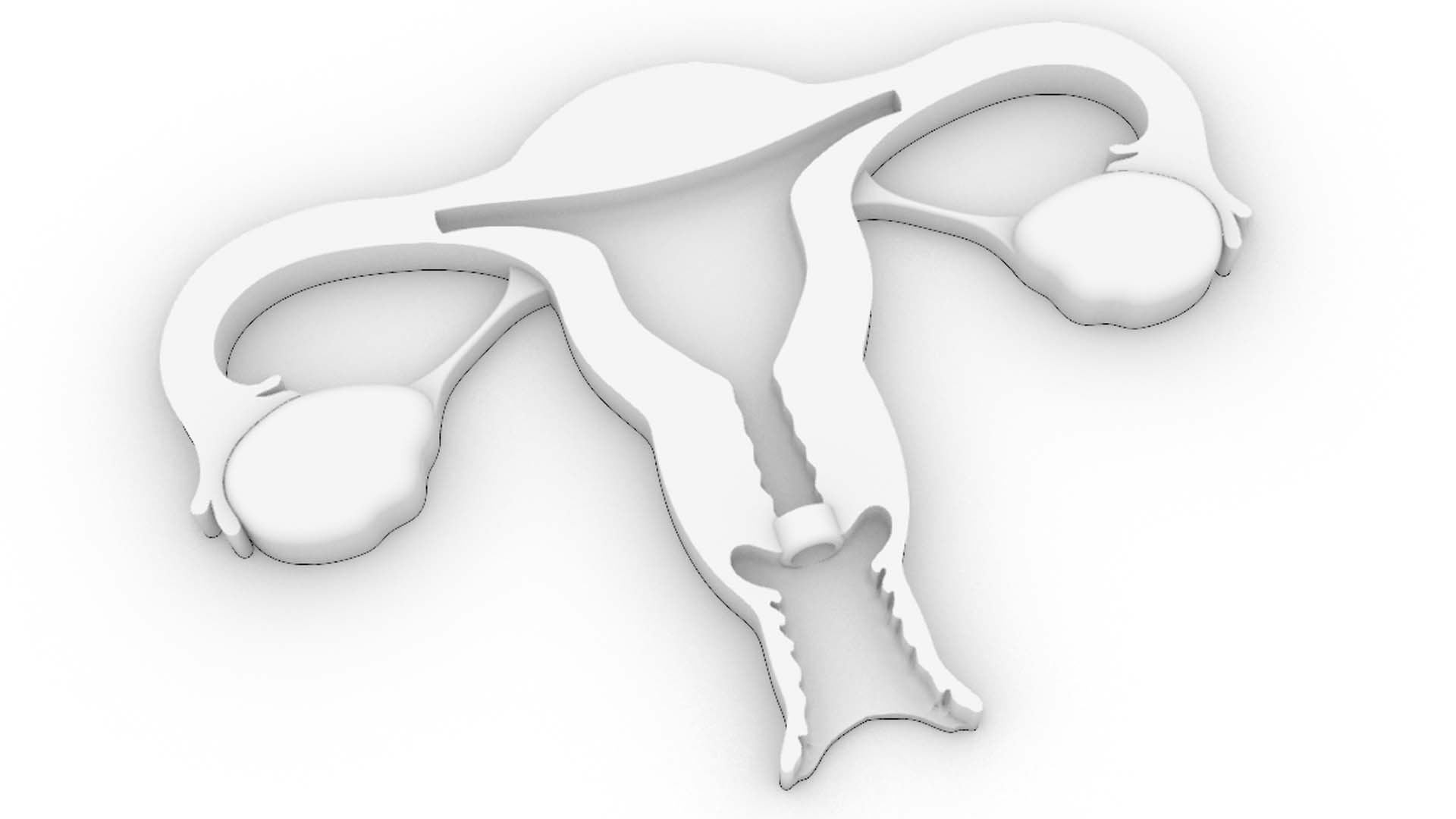 3D Uterus - TurboSquid 2284460