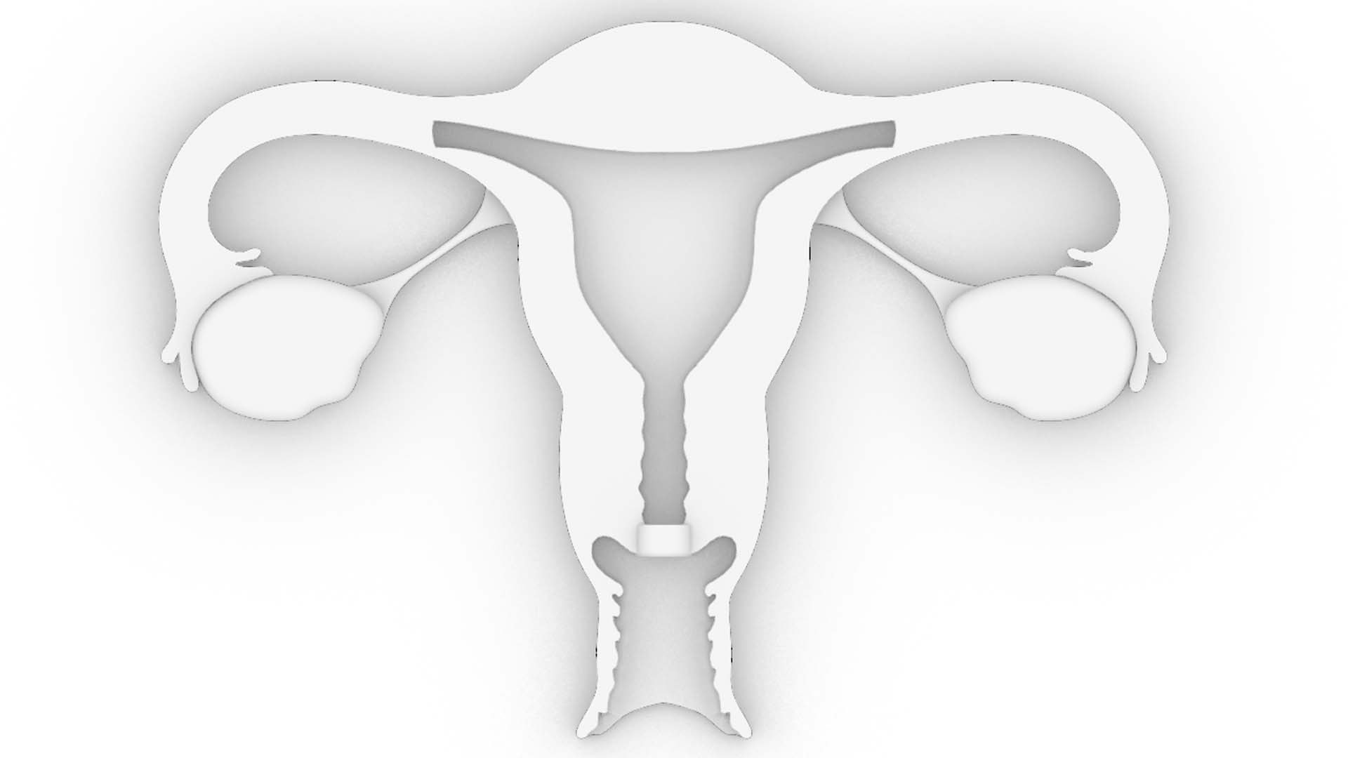 3D Uterus - TurboSquid 2284460