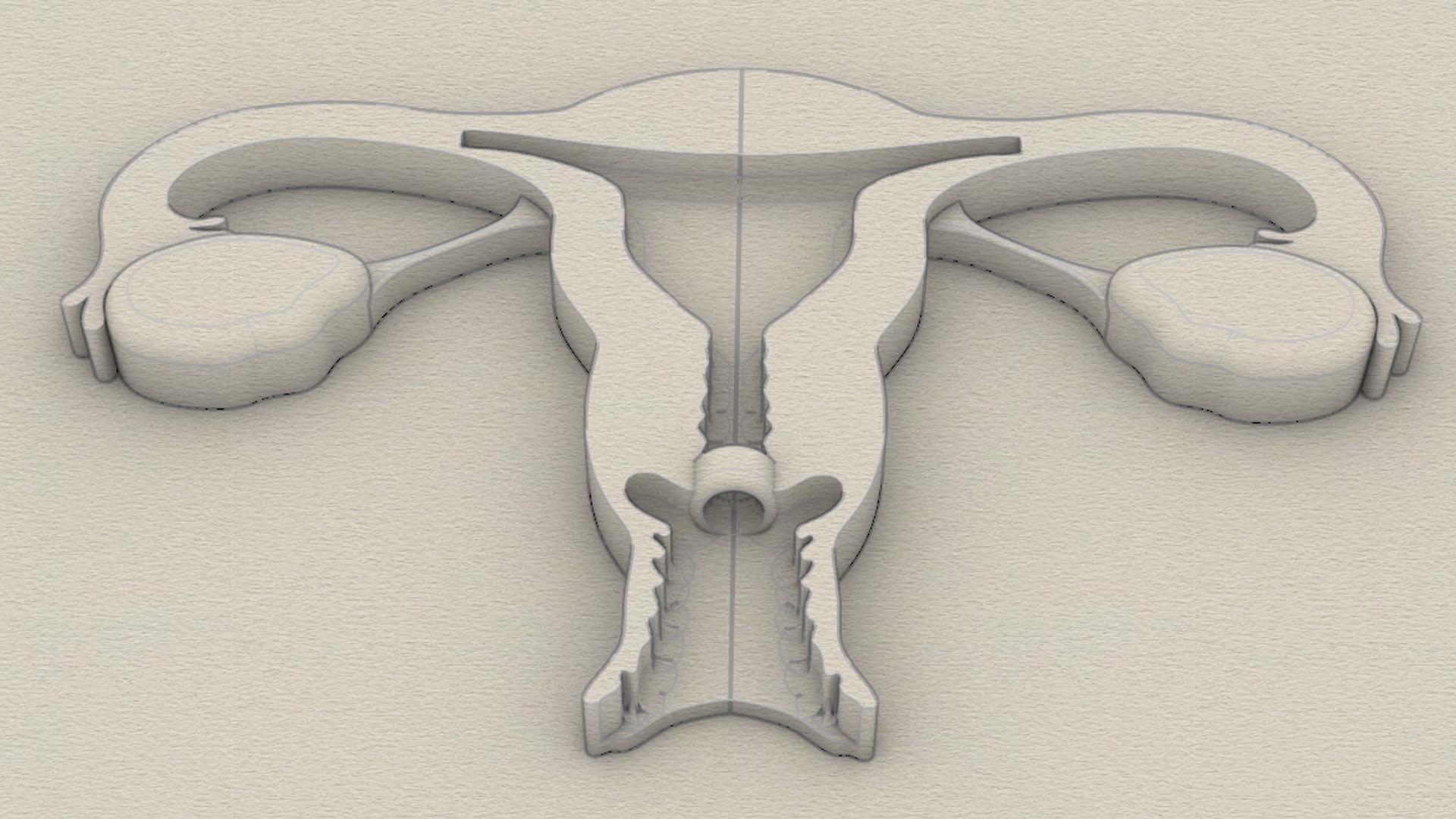 3D Uterus - TurboSquid 2284460