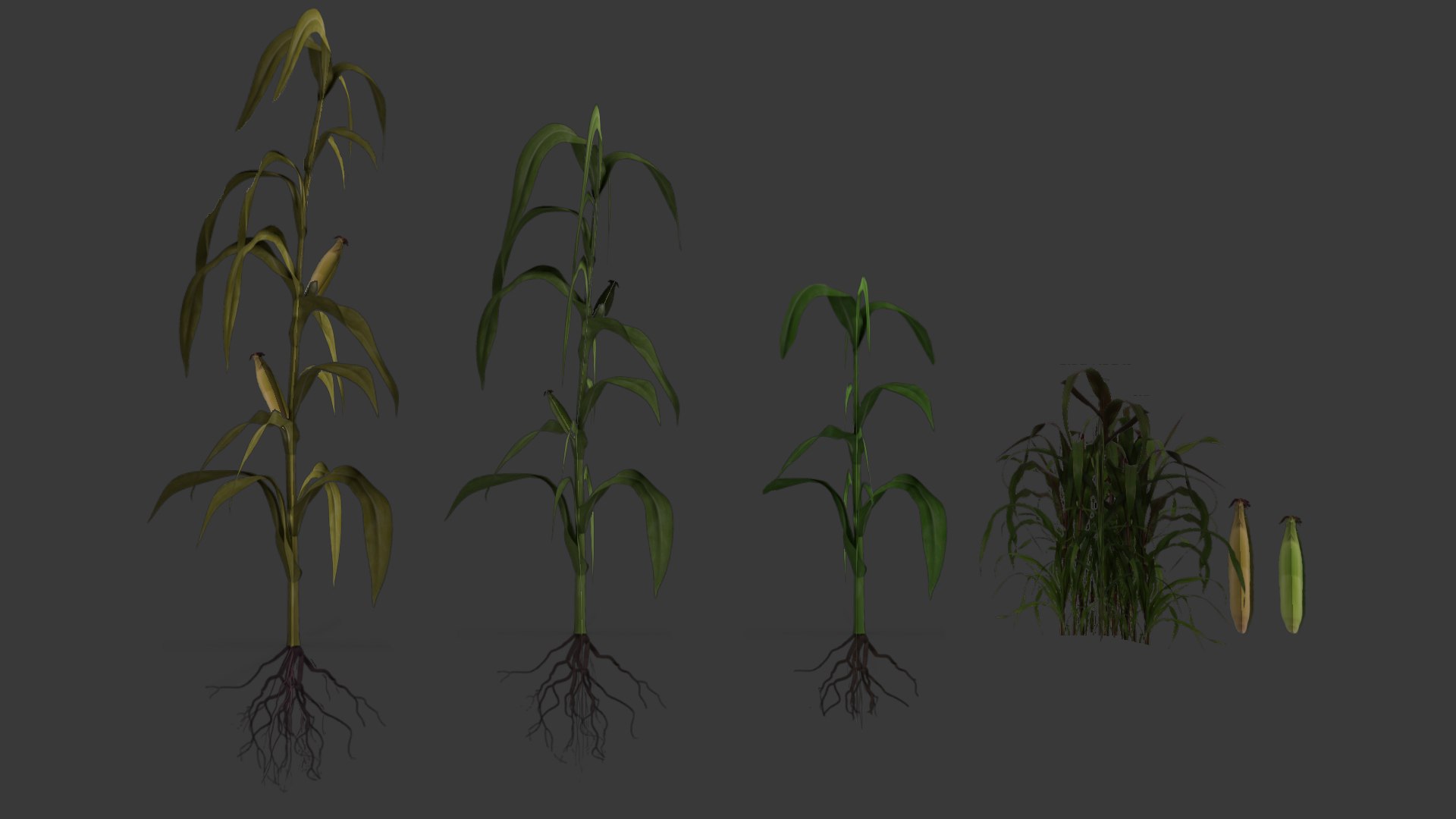 Maize Corn Plant Set 3D Model - TurboSquid 1363191