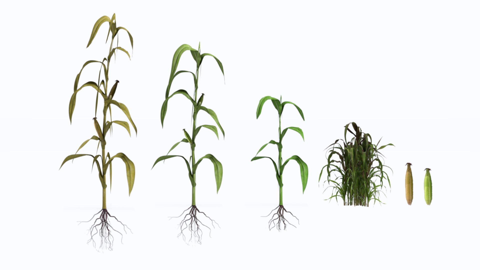 Maize Corn Plant Set 3D Model - TurboSquid 1363191