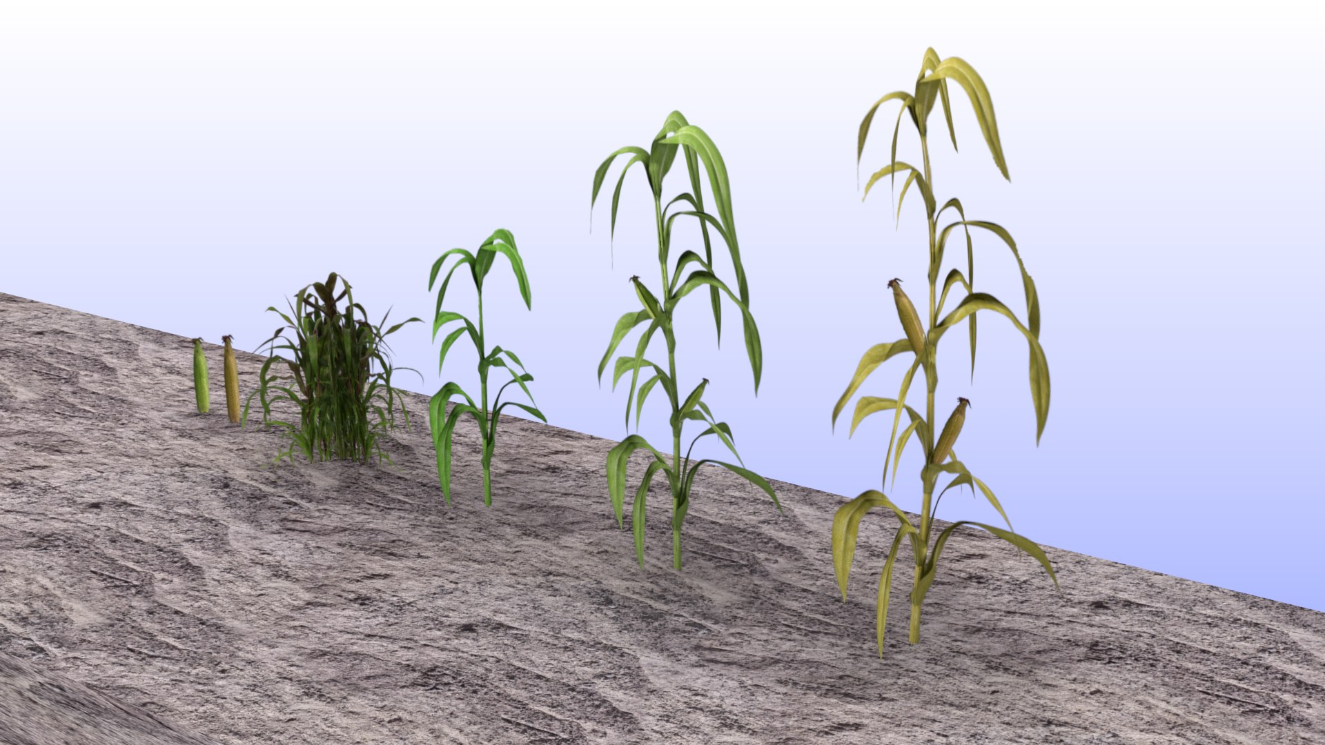 Maize Corn Plant Set 3D Model - TurboSquid 1363191
