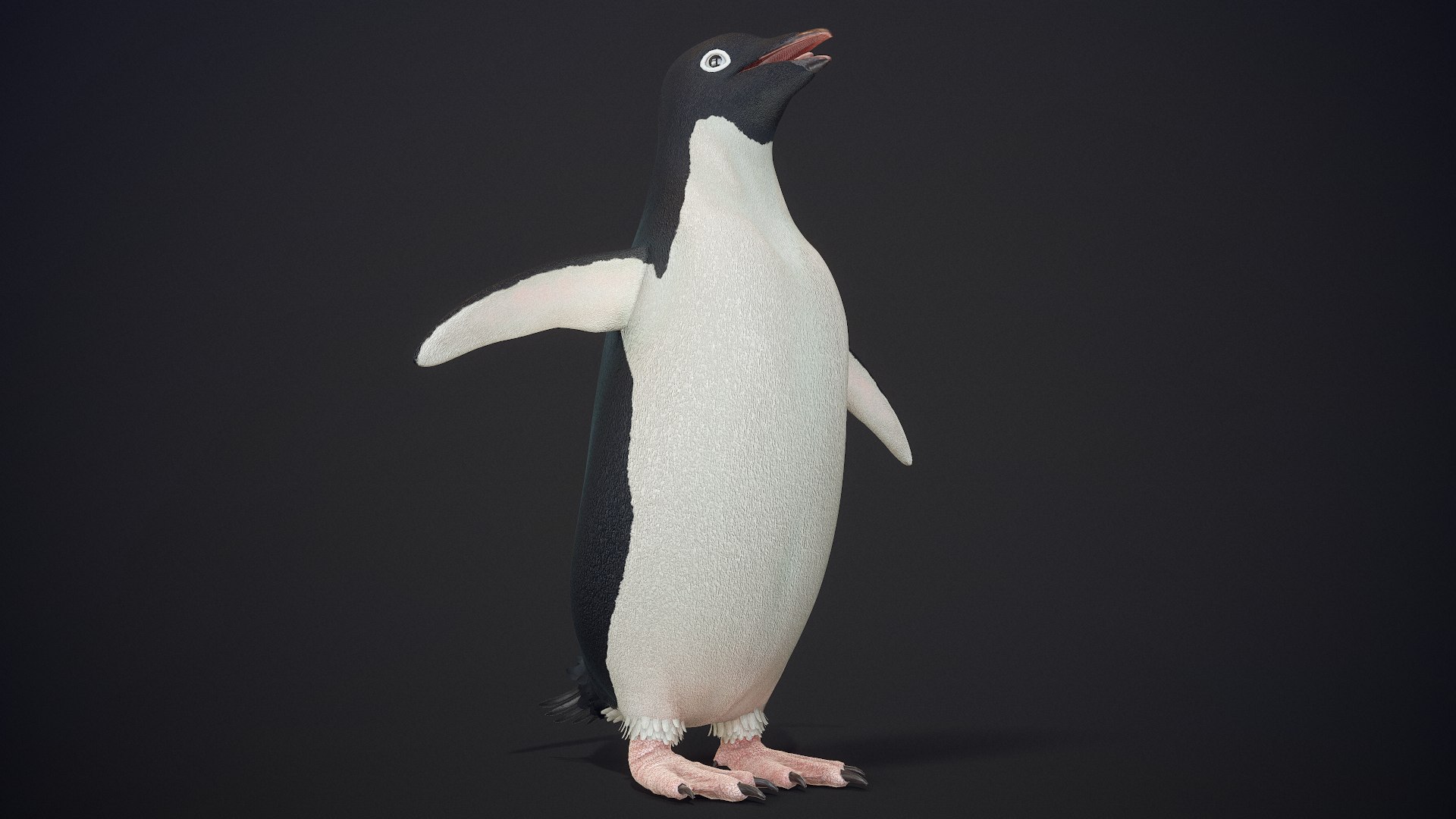 Adelie Penguin T-posed 3D Model - TurboSquid 1570578