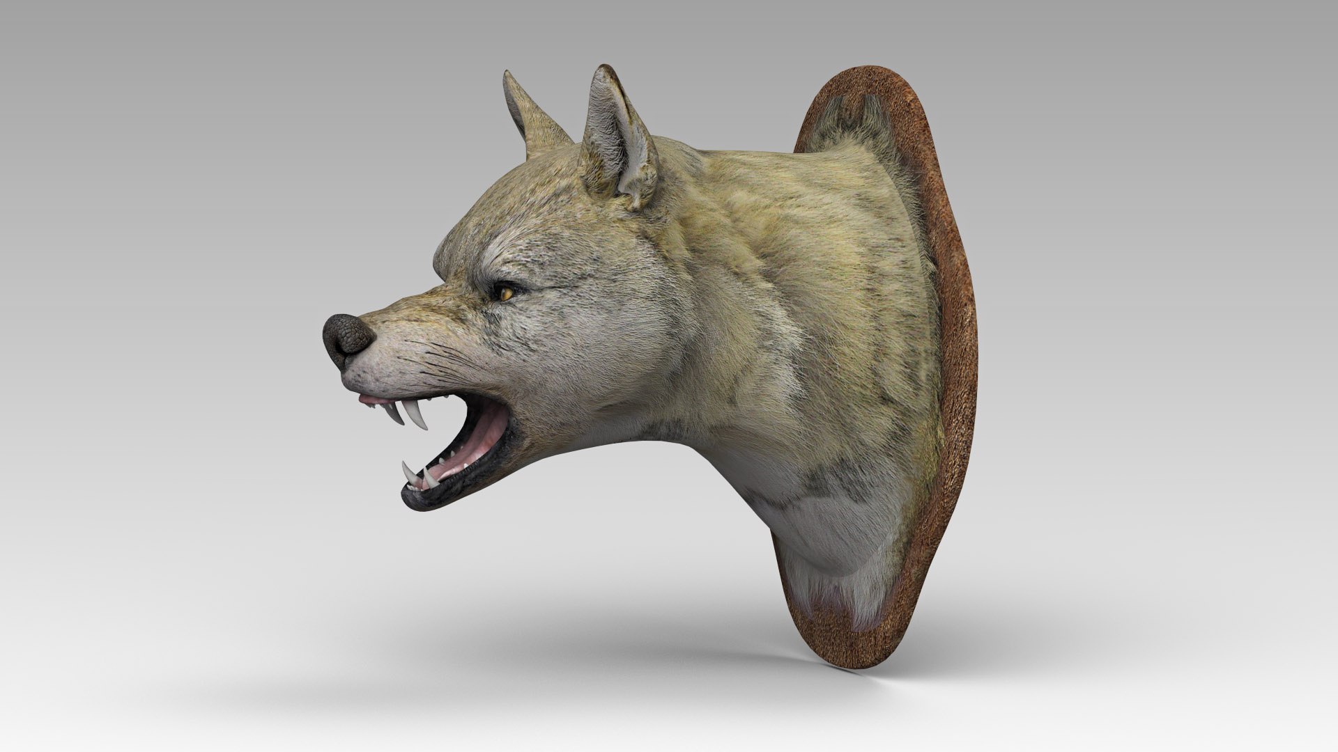 3D Head Wolf Model - TurboSquid 1847156