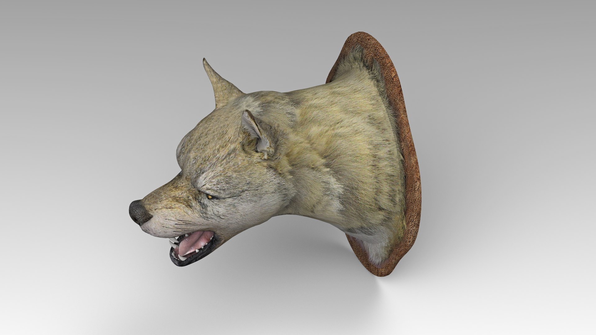 3D Head Wolf Model - TurboSquid 1847156