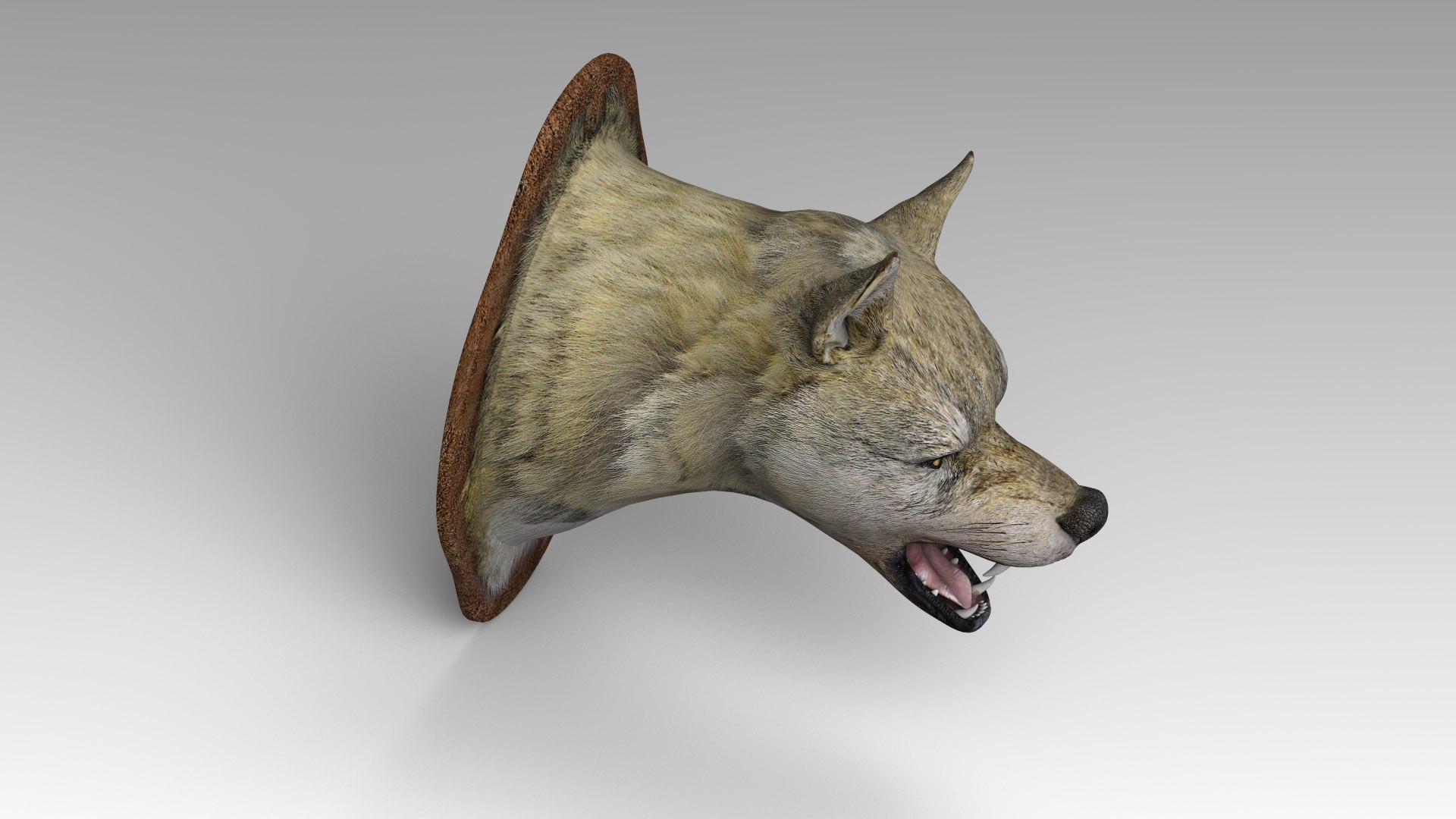 3D Head Wolf Model - TurboSquid 1847156