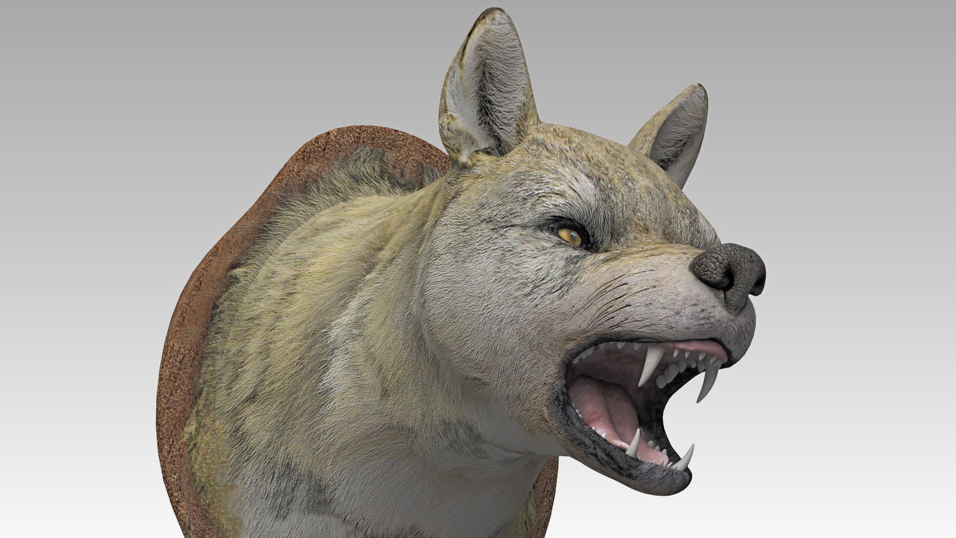 3D Head Wolf Model - TurboSquid 1847156