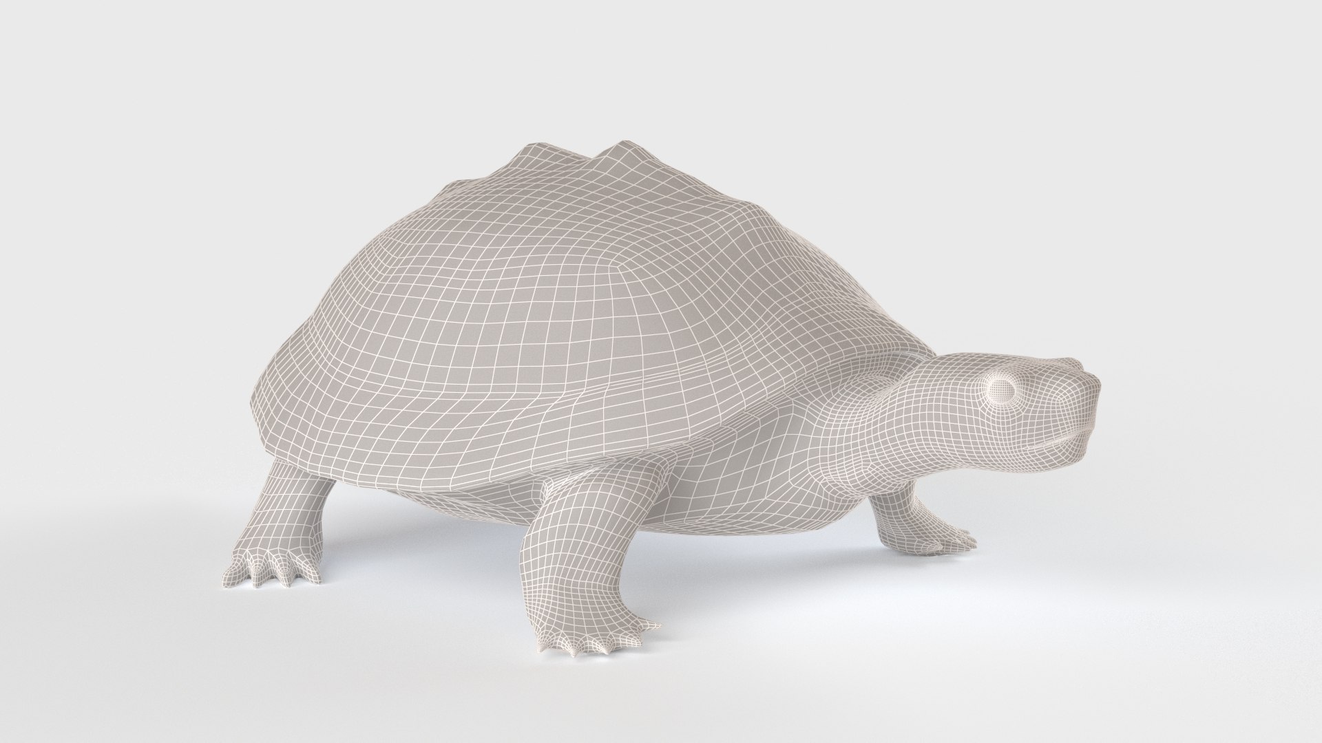 Turtle Model - TurboSquid 1834853