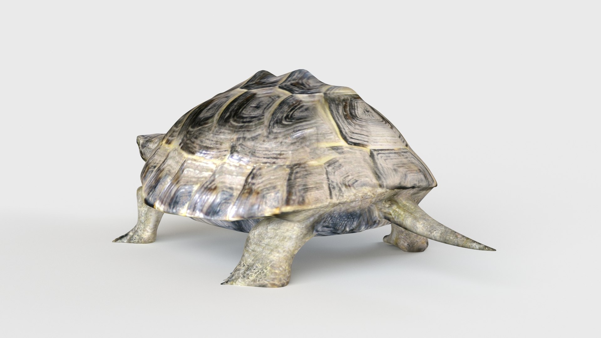 Turtle Model - TurboSquid 1834853