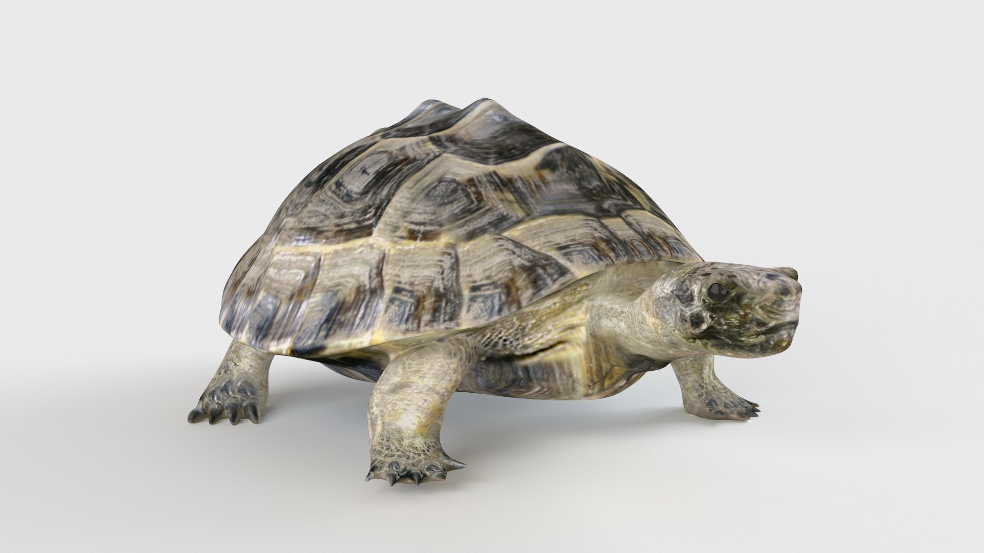Turtle Model - TurboSquid 1834853