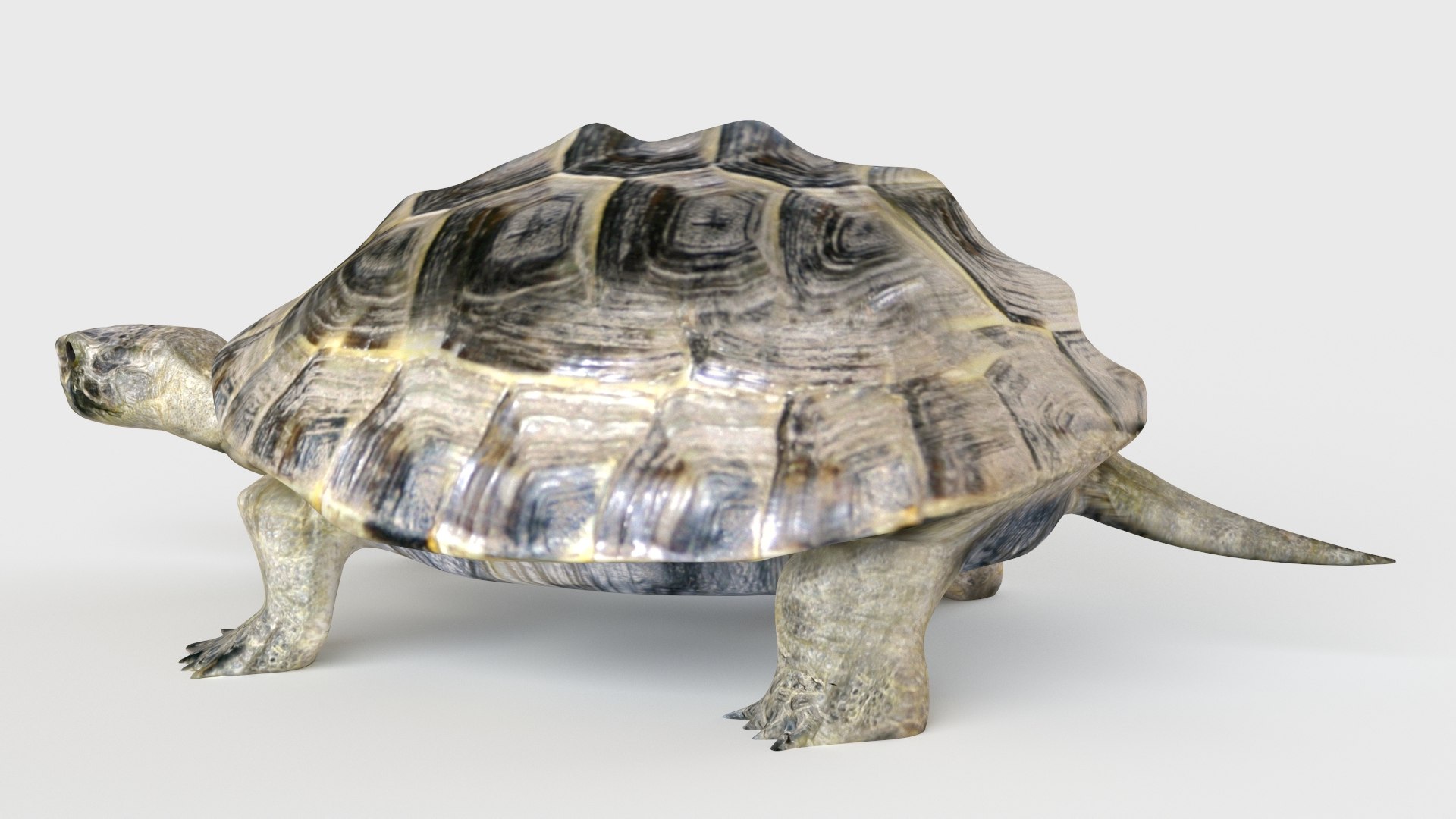 Turtle Model - TurboSquid 1834853