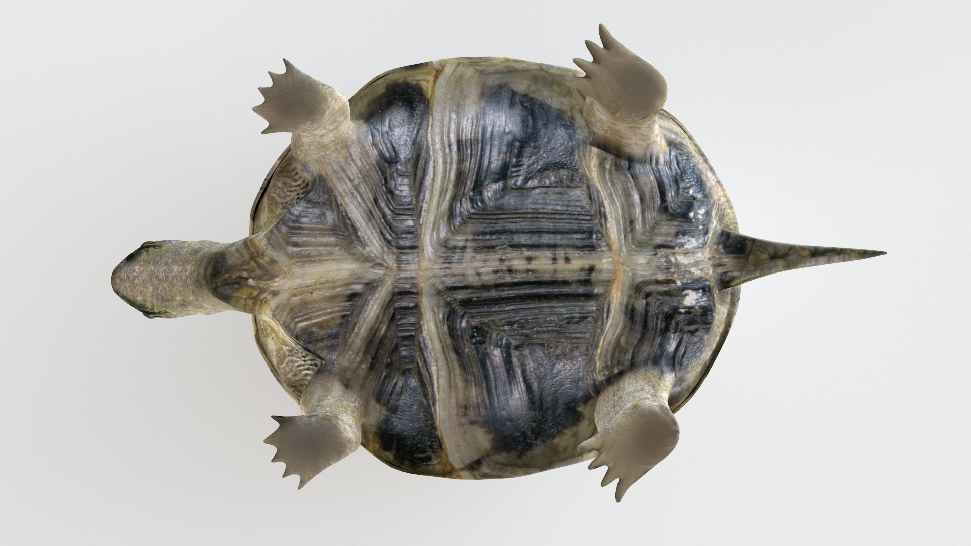 Turtle Model - TurboSquid 1834853