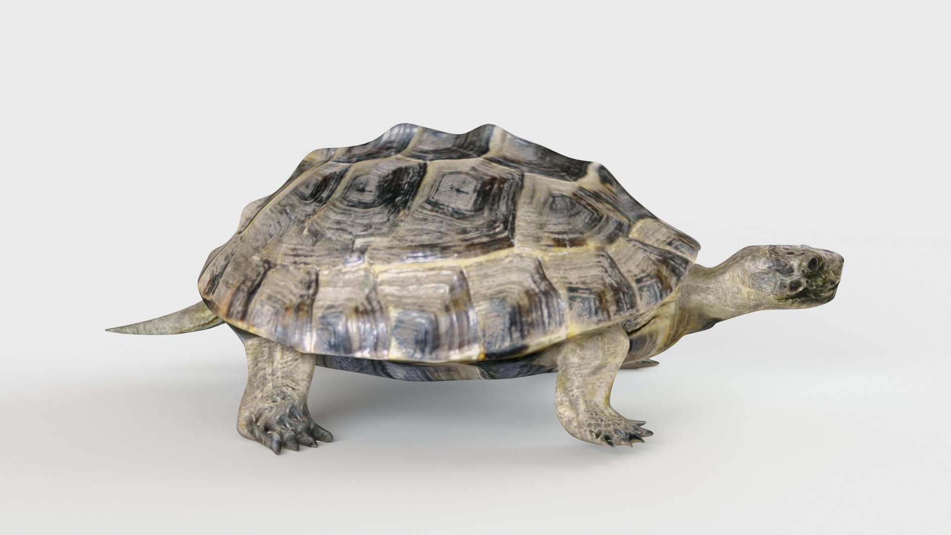 Turtle Model - TurboSquid 1834853