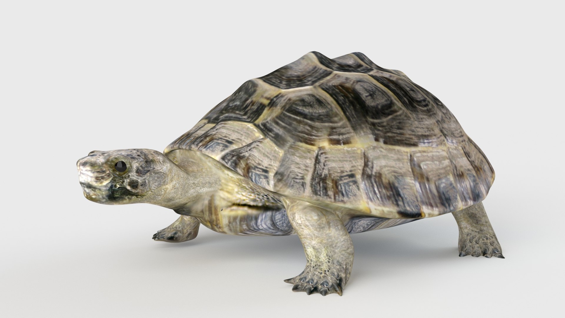 Turtle Model - TurboSquid 1834853