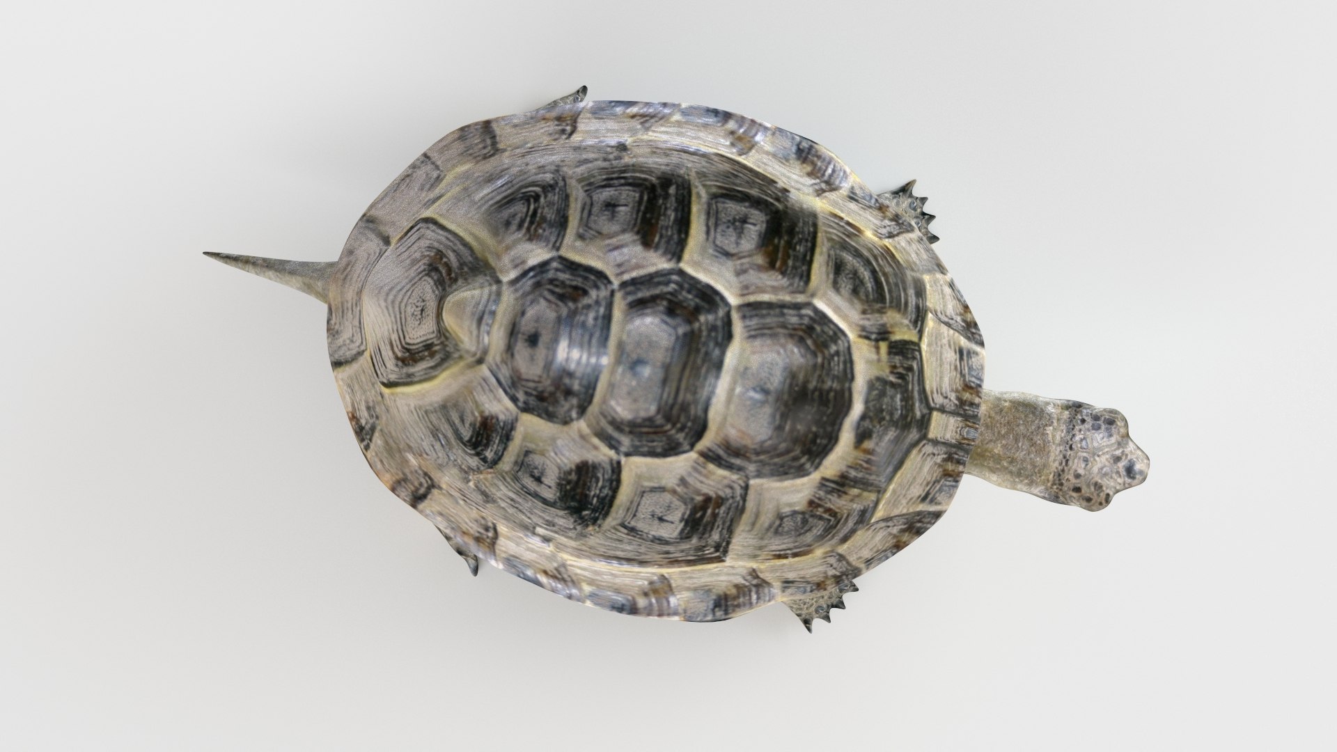 Turtle Model - TurboSquid 1834853
