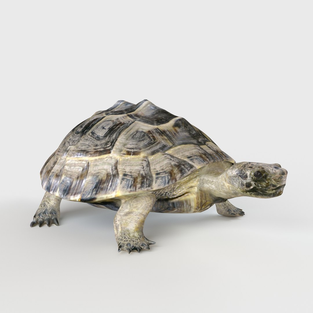 Turtle Model - TurboSquid 1834853