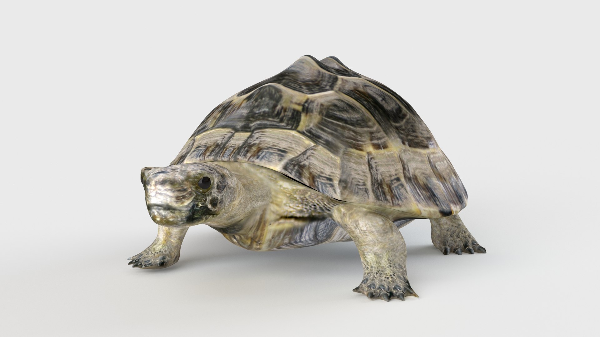 Turtle Model - TurboSquid 1834853