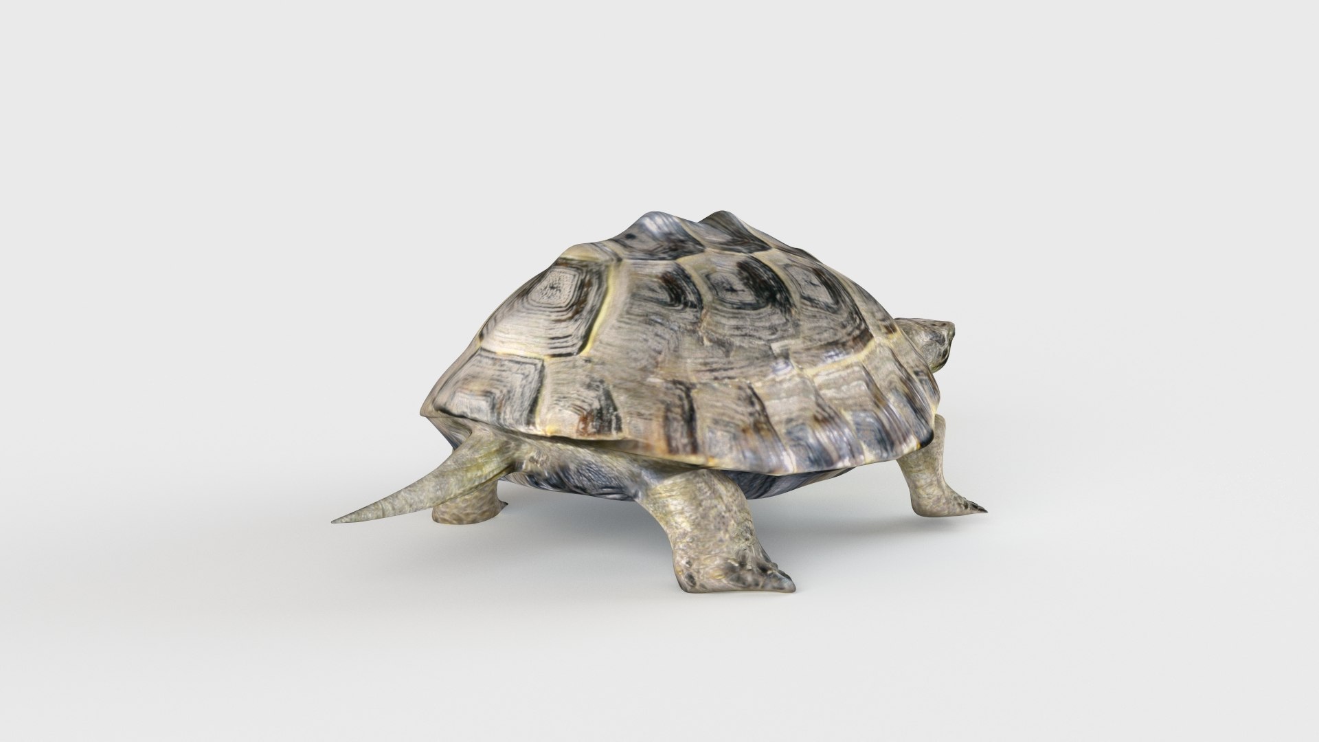 Turtle Model - TurboSquid 1834853