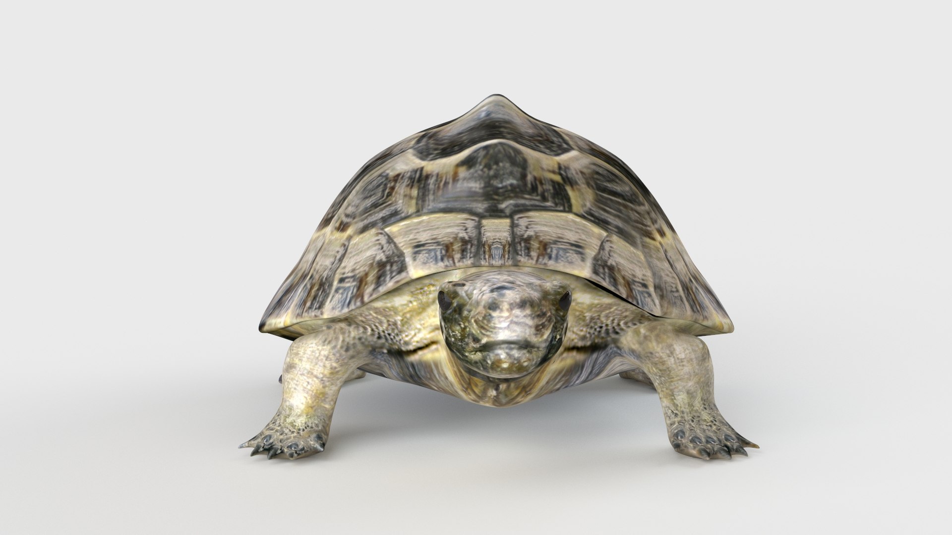 Turtle Model - TurboSquid 1834853