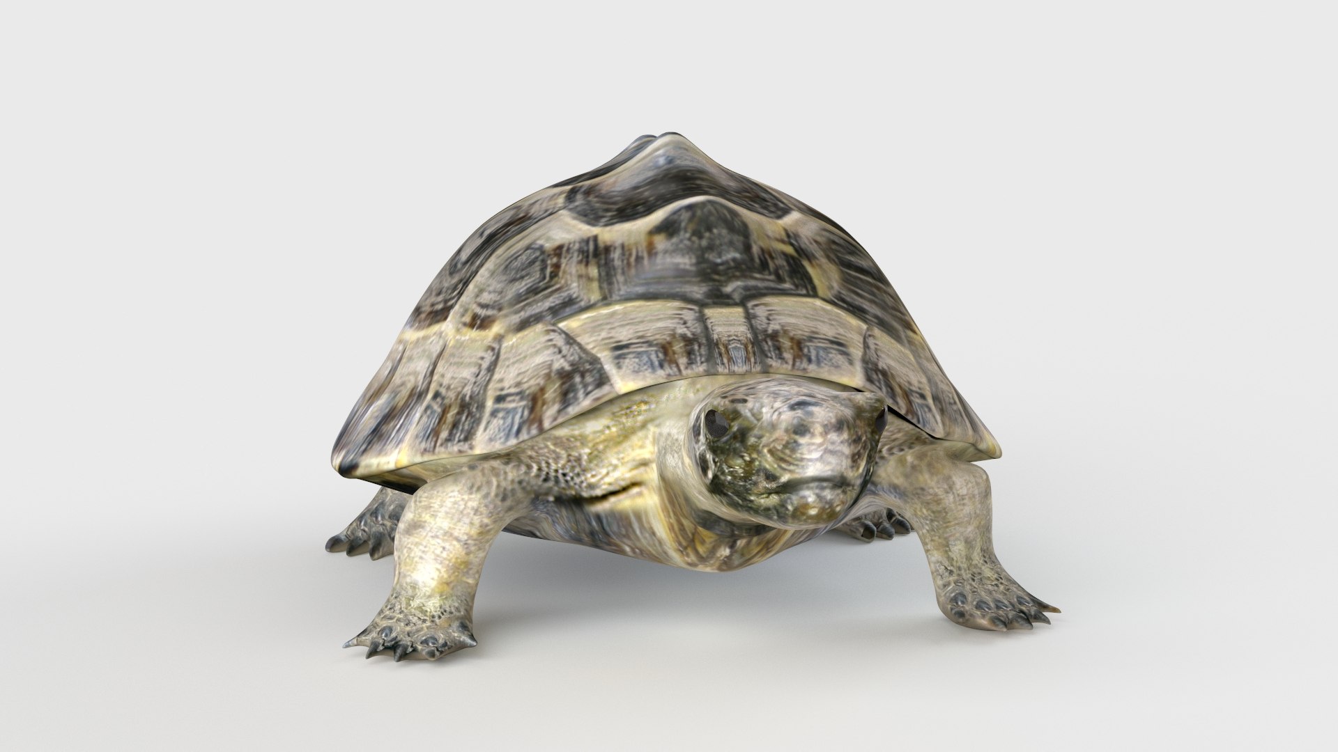 Turtle Model - TurboSquid 1834853