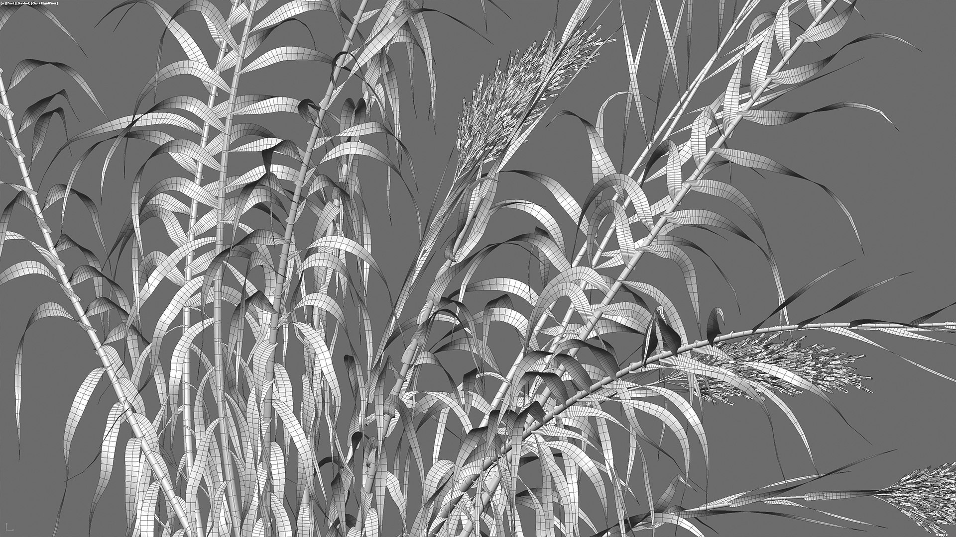 Arundo Donax - Giant Reed - Spanish Reed 3D Model - TurboSquid 1972976