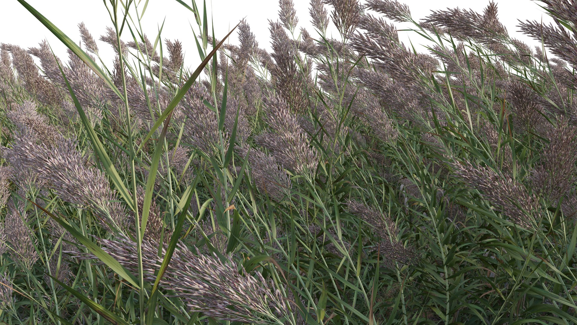 Arundo Donax - Giant Reed - Spanish Reed 3D Model - TurboSquid 1972976