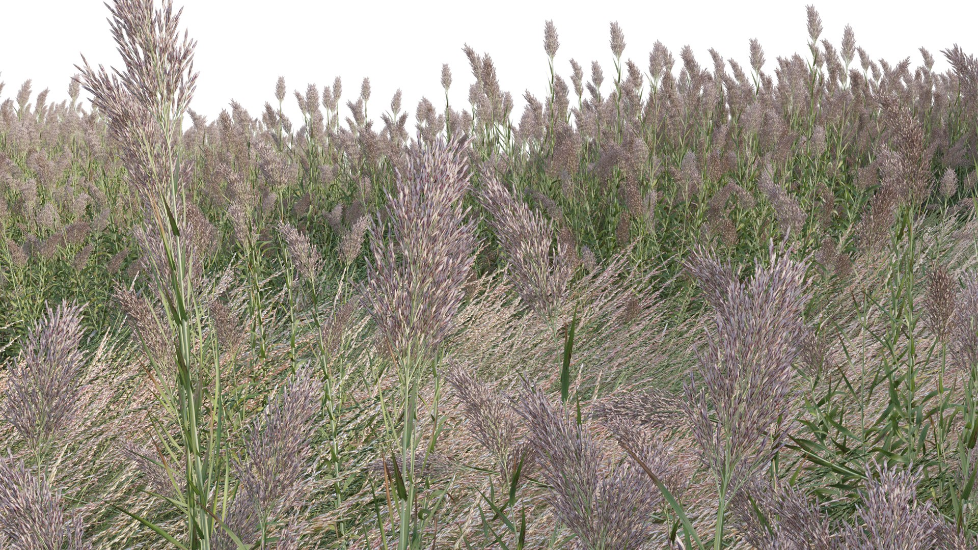 Arundo Donax - Giant Reed - Spanish Reed 3D Model - TurboSquid 1972976