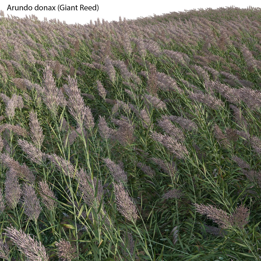 Arundo Donax - Giant Reed - Spanish Reed 3D Model - TurboSquid 1972976