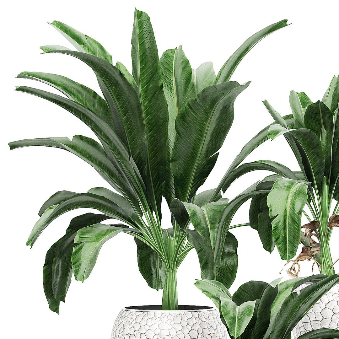 3D flower pack 129 model - TurboSquid 1638892