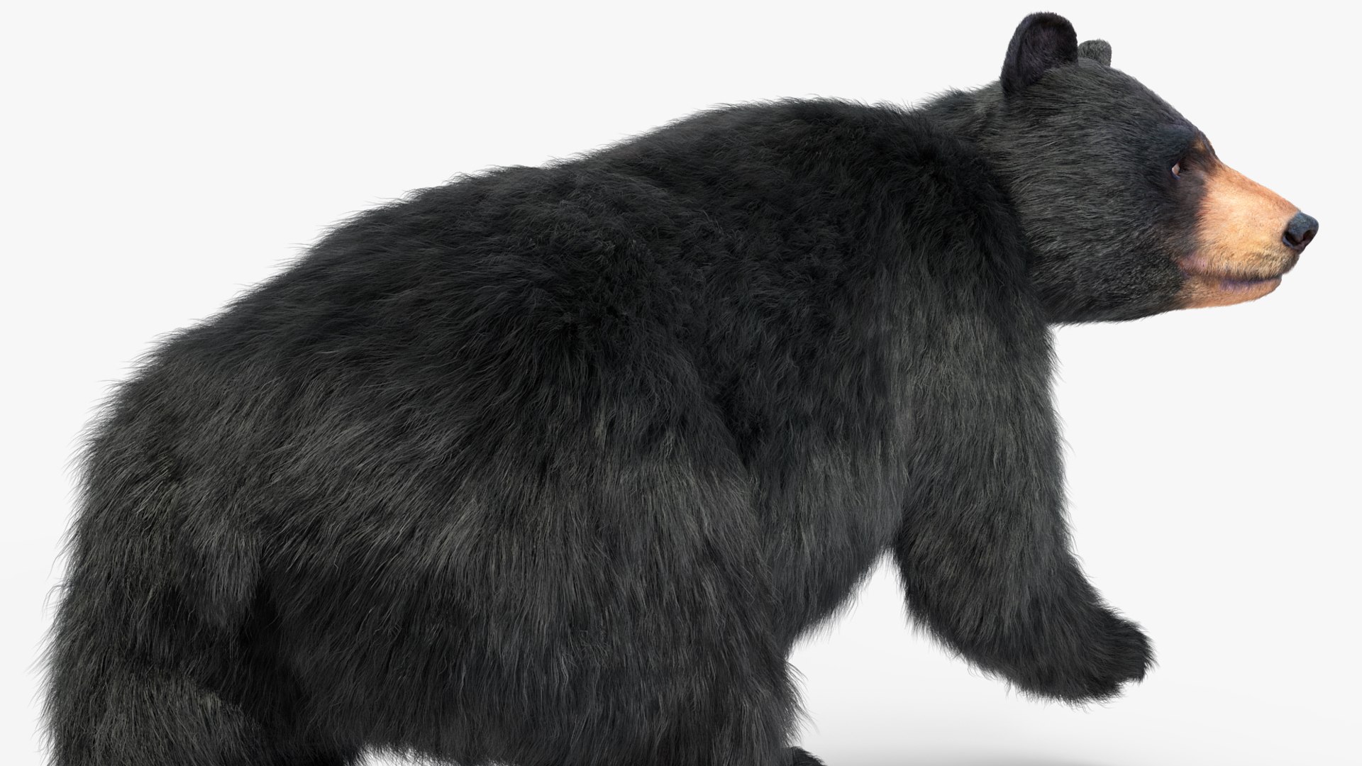 3D Model Young Black Bear In Walking Fur - TurboSquid 2255023