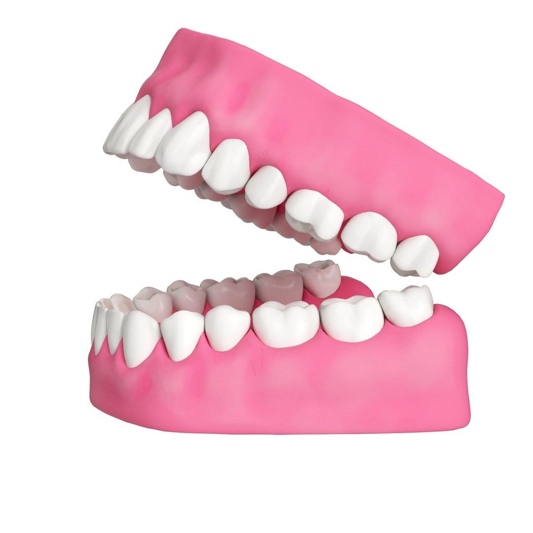 3D Human Teeth Gums - TurboSquid 1559367