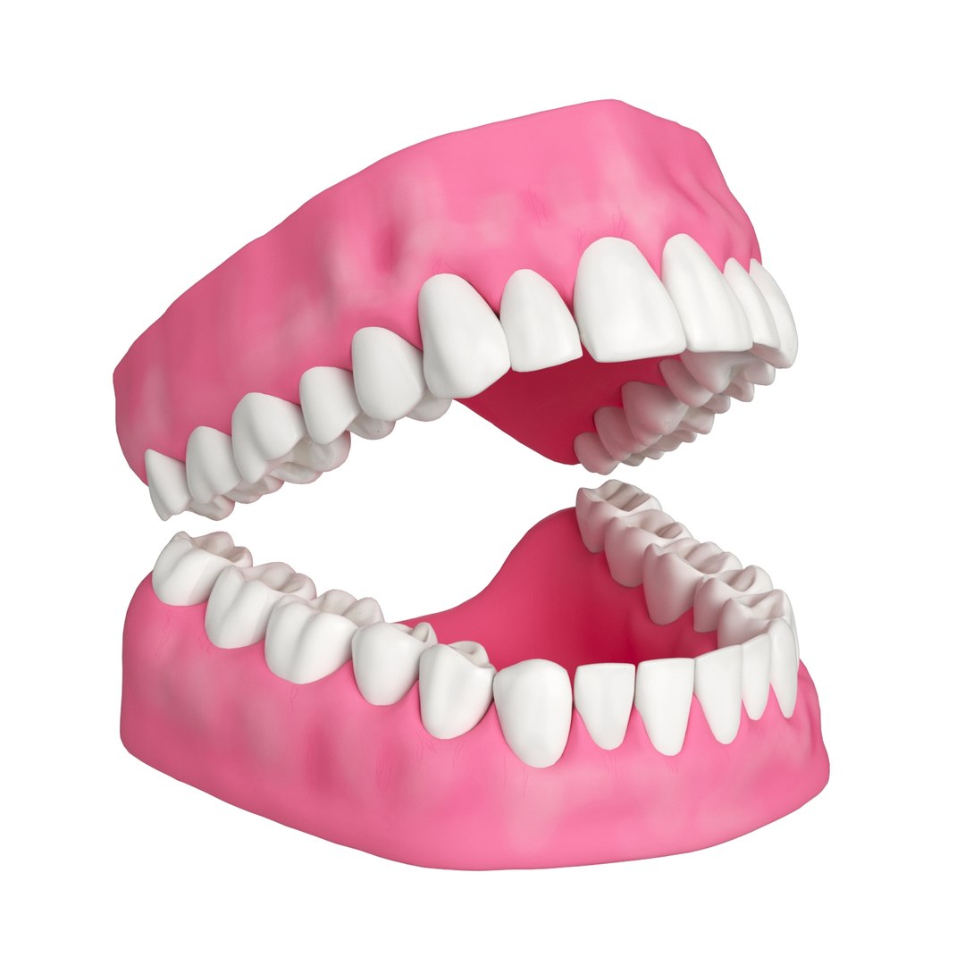 3D Human Teeth Gums - TurboSquid 1559367