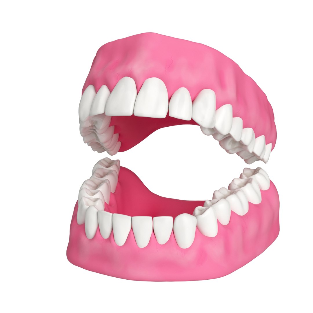 3D Human Teeth Gums - TurboSquid 1559367