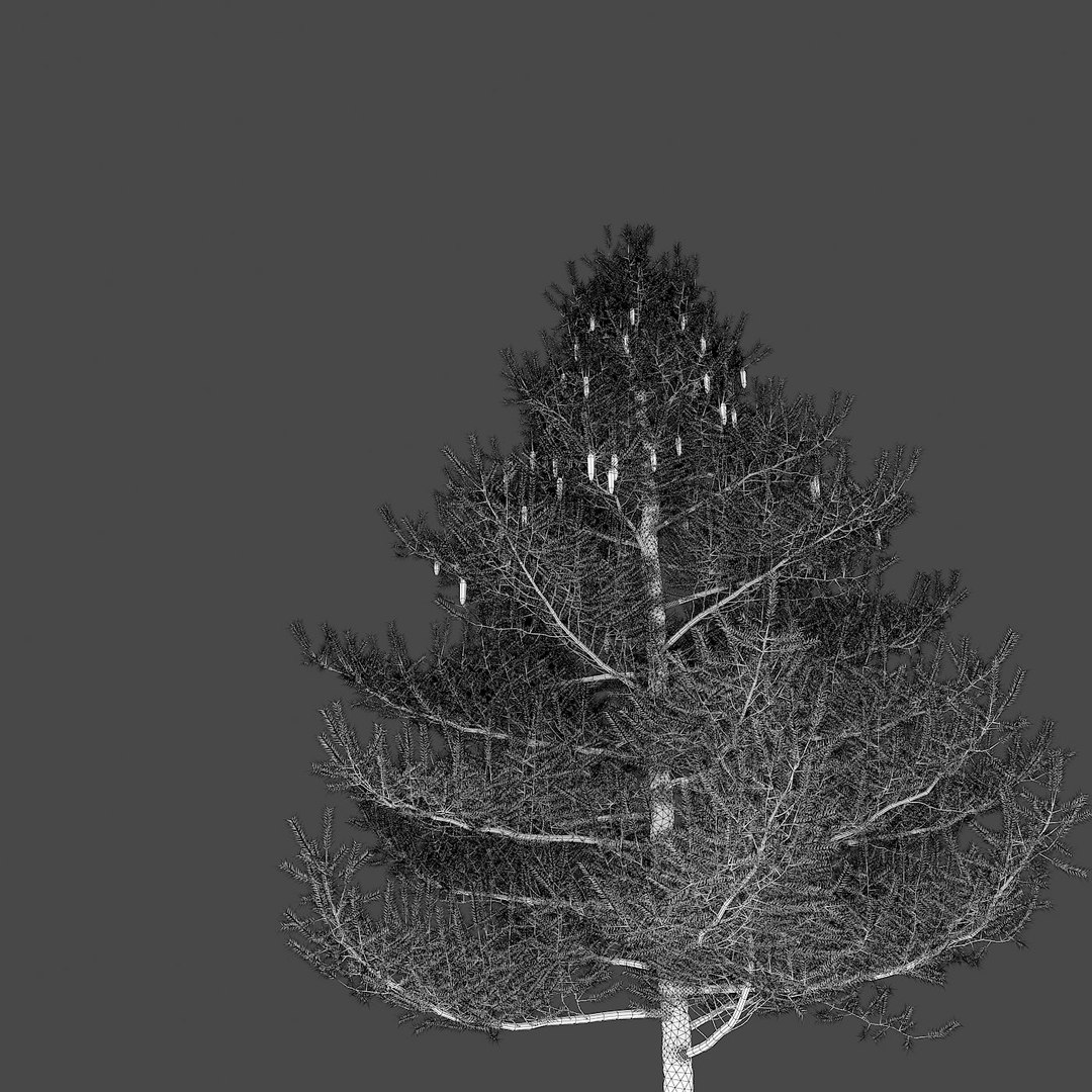 Spruce Tree 3d Max