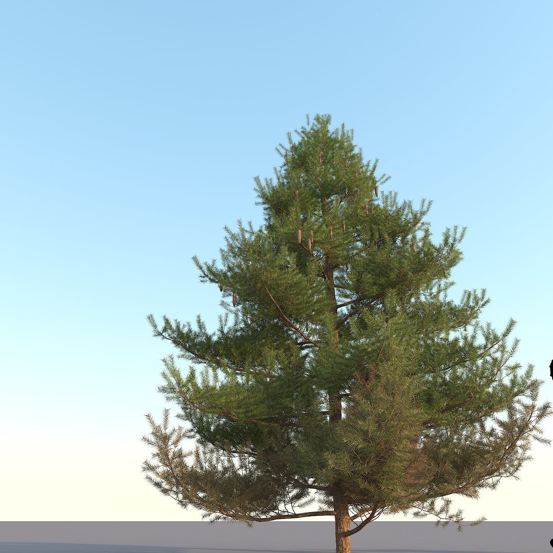 Spruce Tree 3d Max