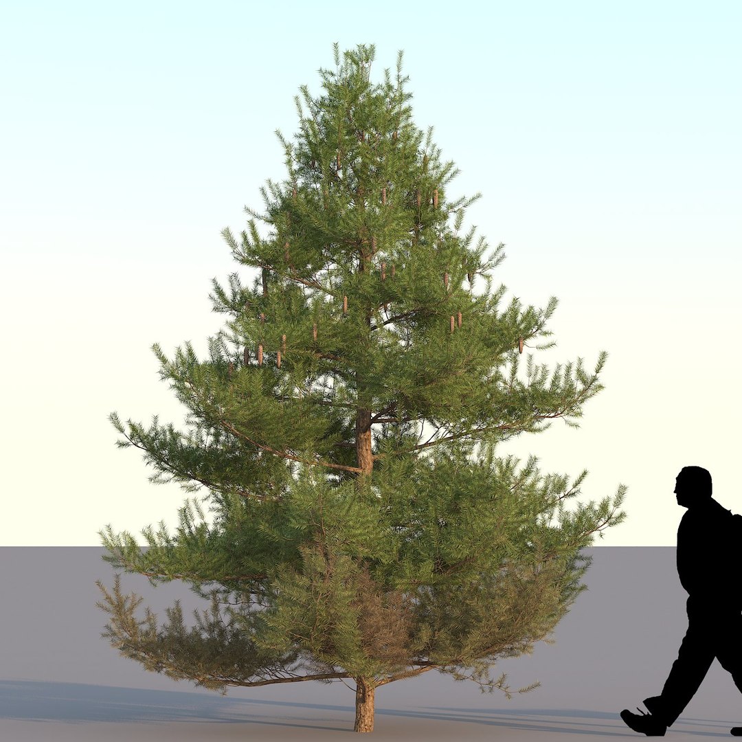 Spruce Tree 3d Max