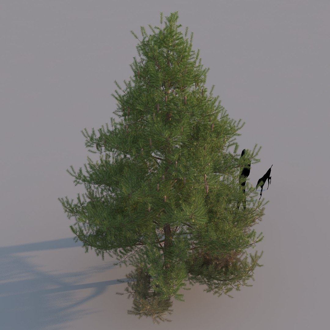 Spruce Tree 3d Max