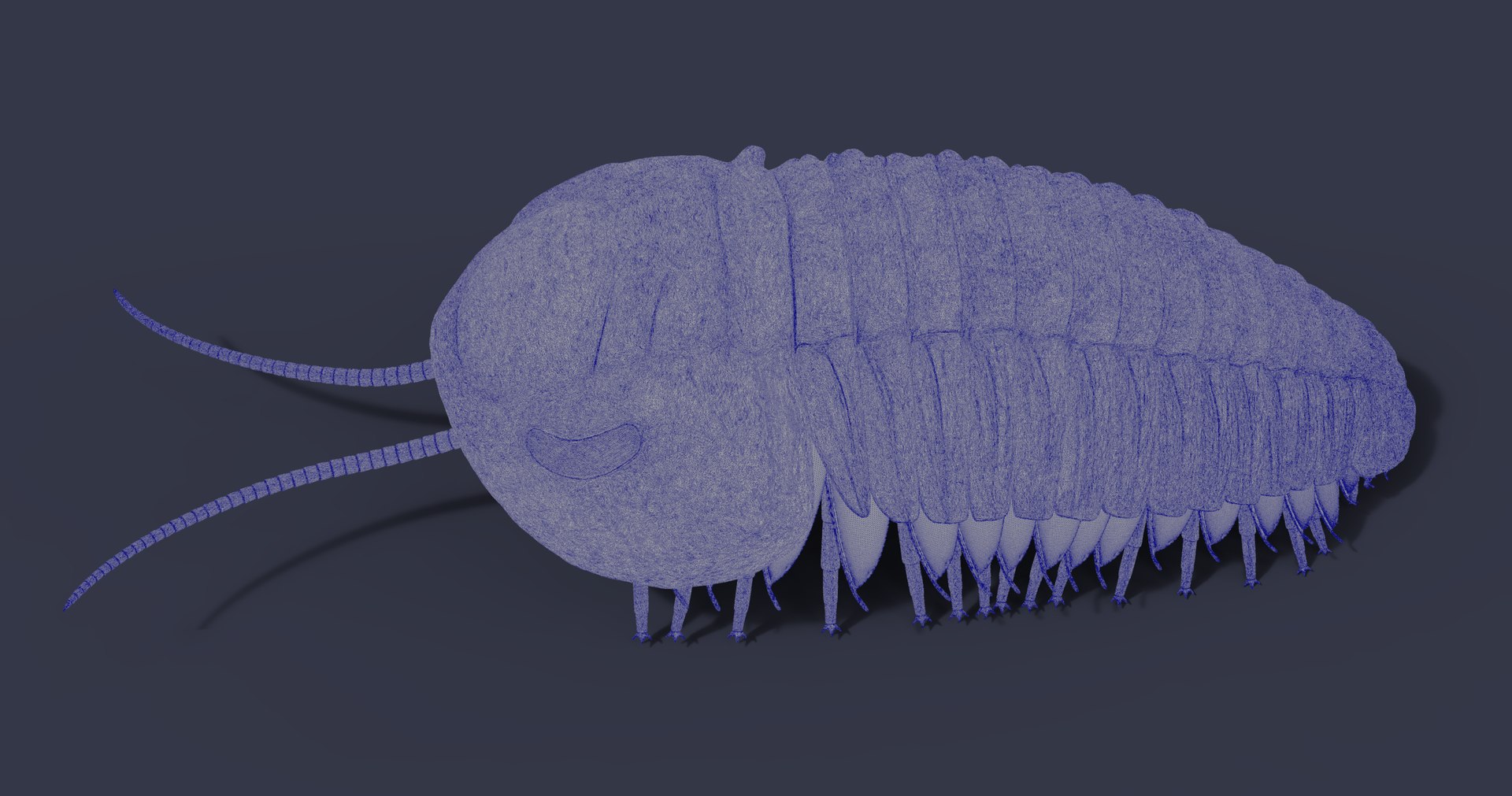 3D Triarthrus Eatoni Model - TurboSquid 1815791