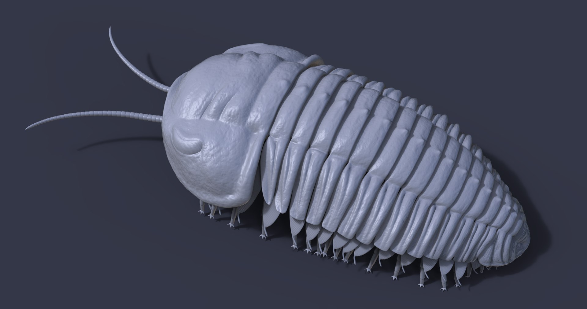 3D Triarthrus Eatoni Model - TurboSquid 1815791