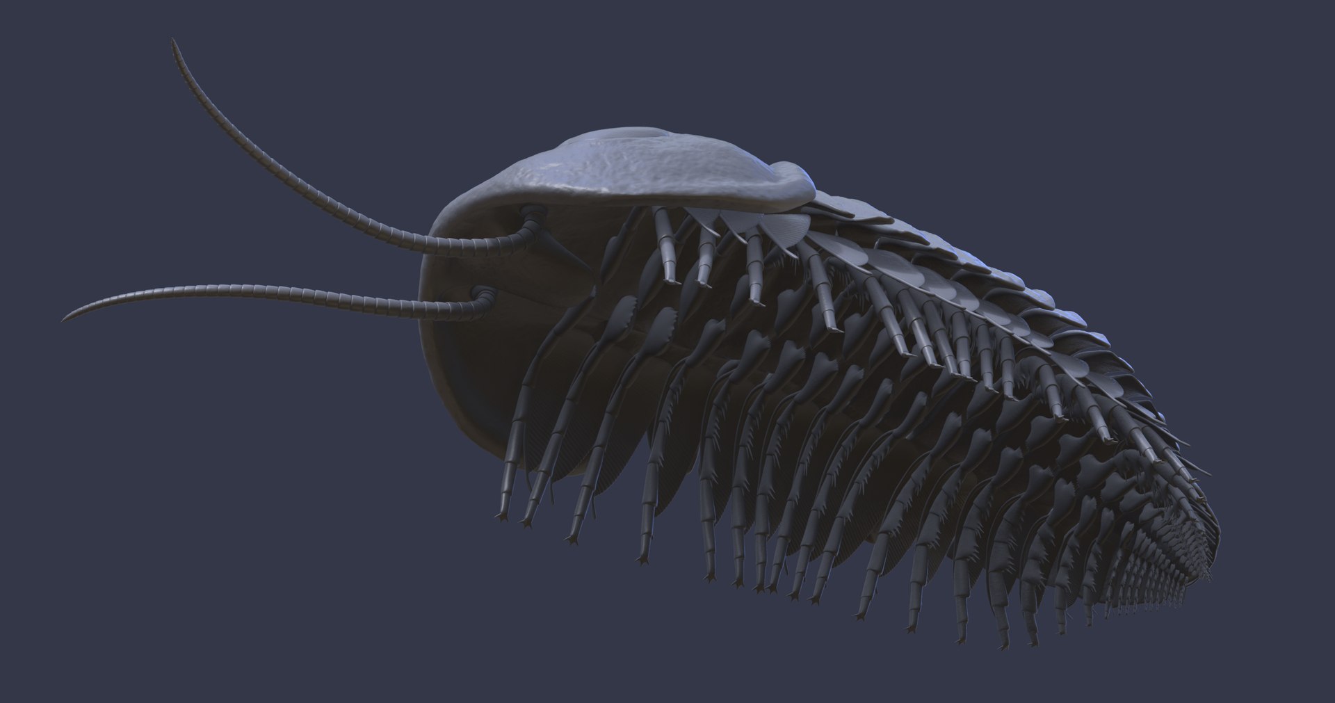 3D Triarthrus Eatoni Model - TurboSquid 1815791