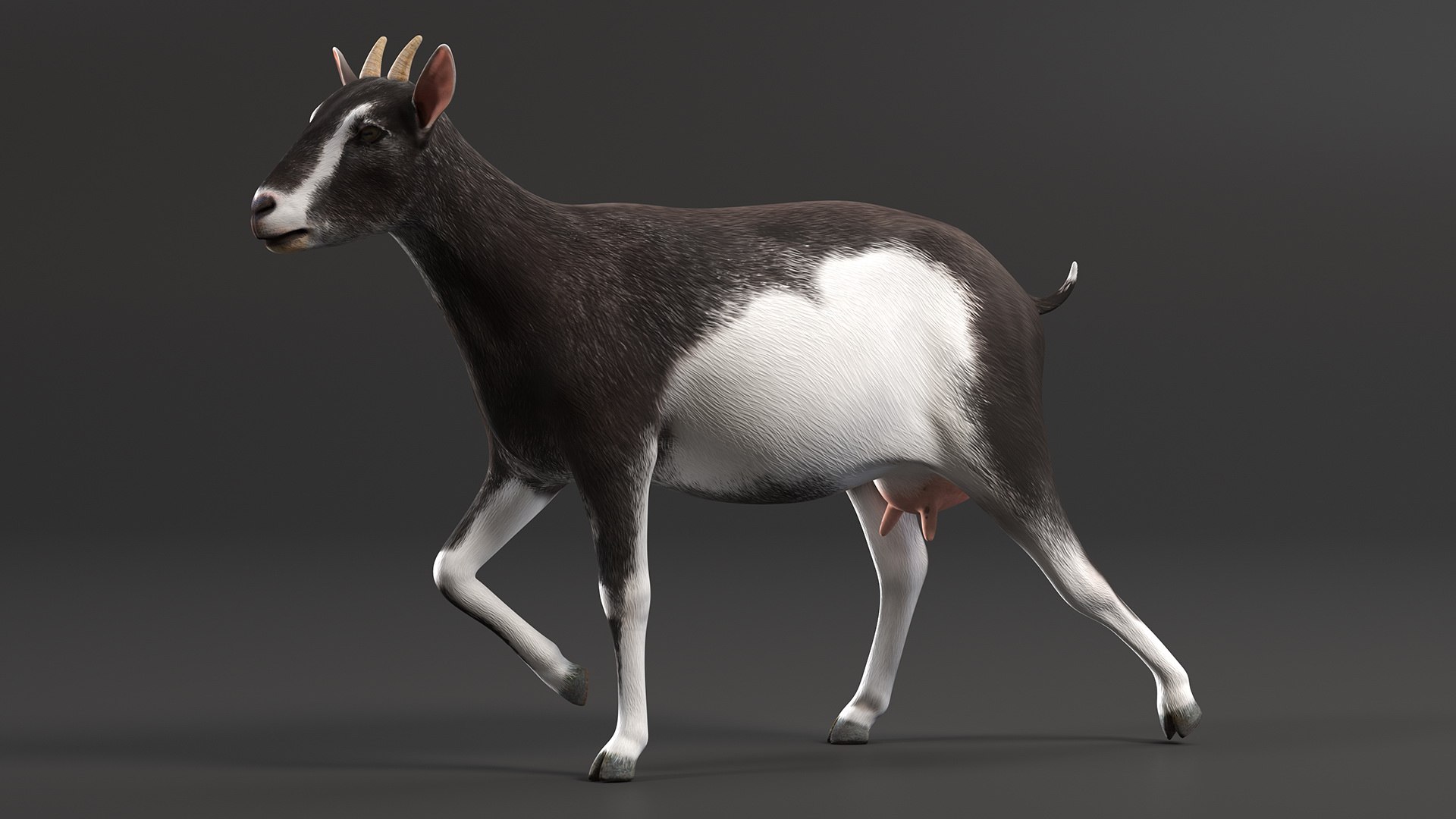 Walking Goat Black-White 3D Model - TurboSquid 1993579