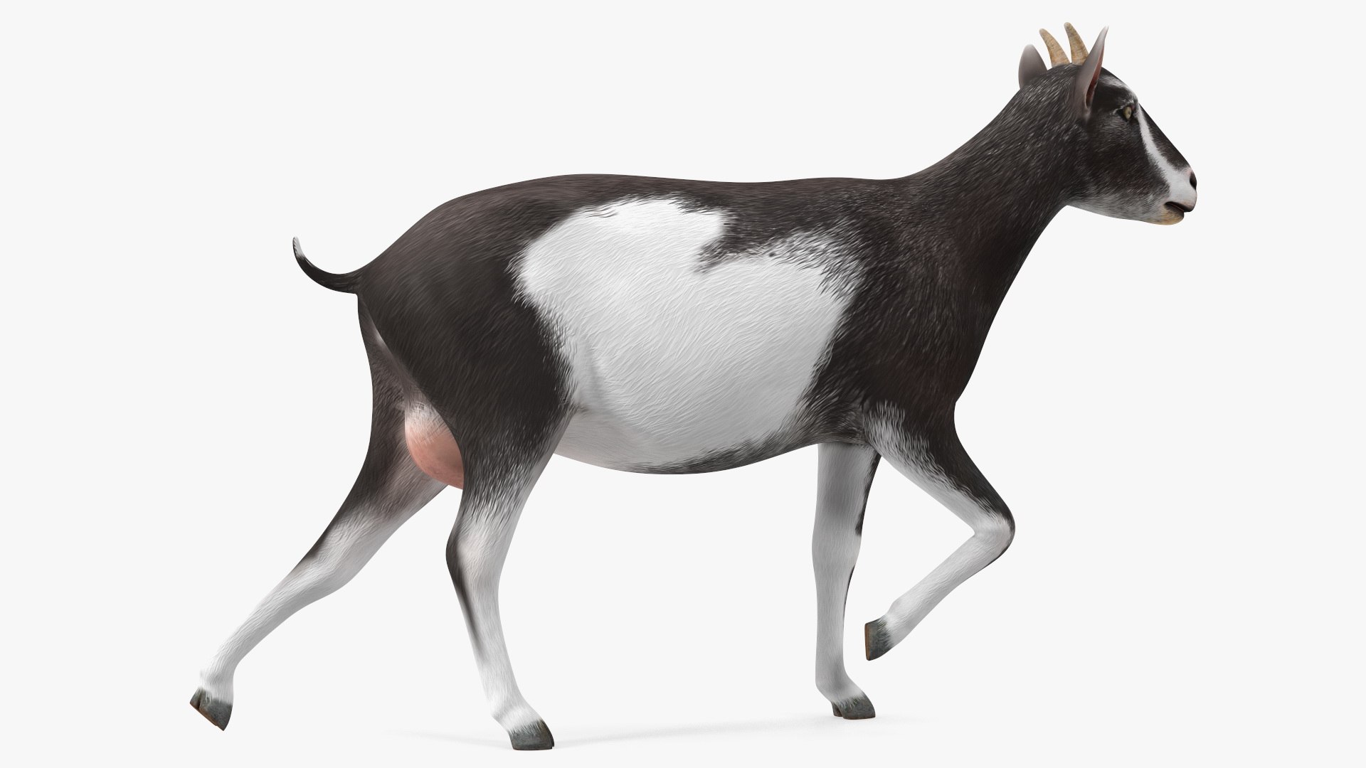 Walking Goat Black-White 3D Model - TurboSquid 1993579