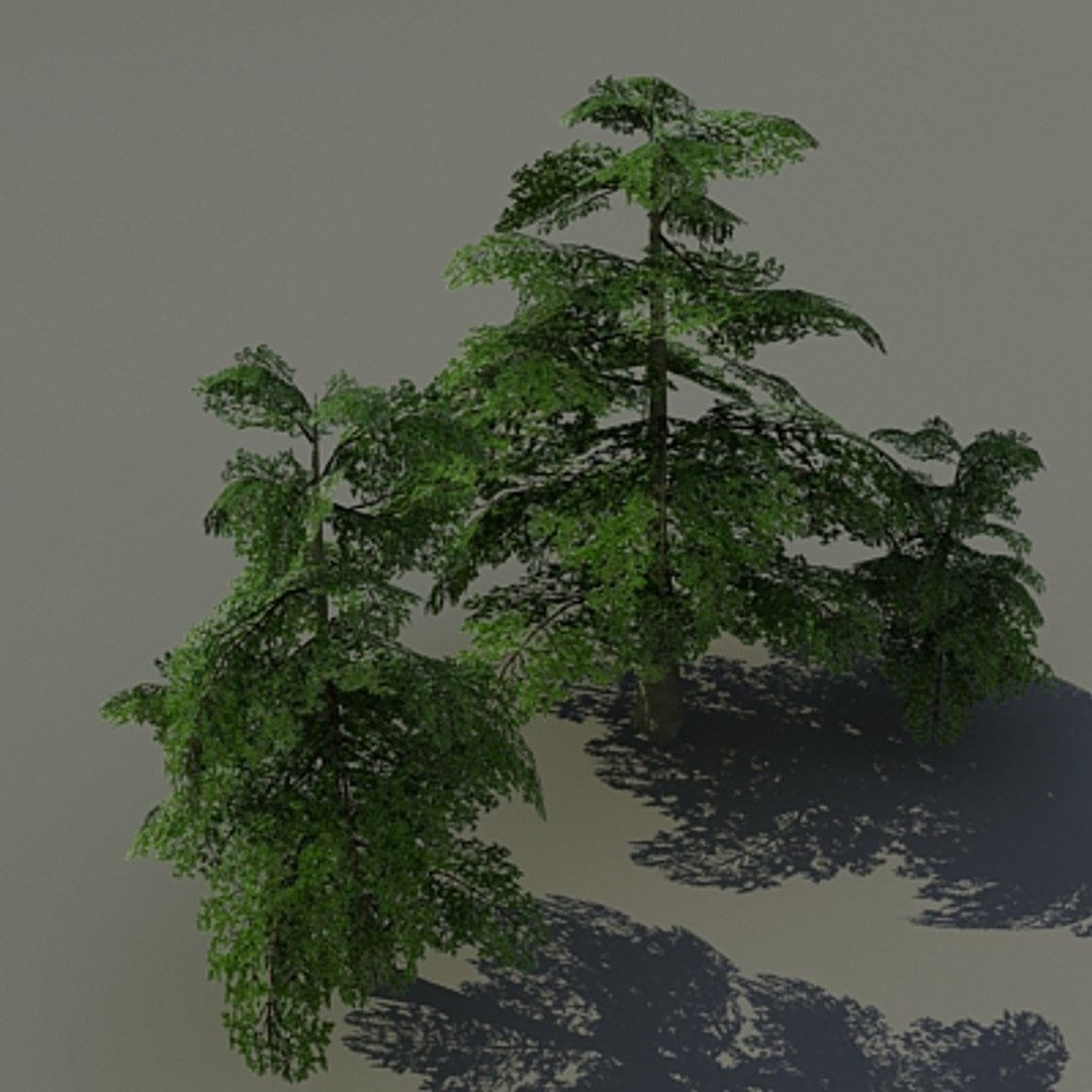 Max Oak Tree