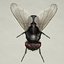 Housefly Rigged 3d Ma