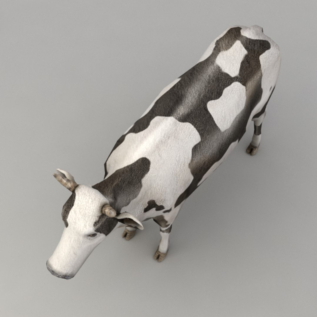 Cow Skeleton 3d Model