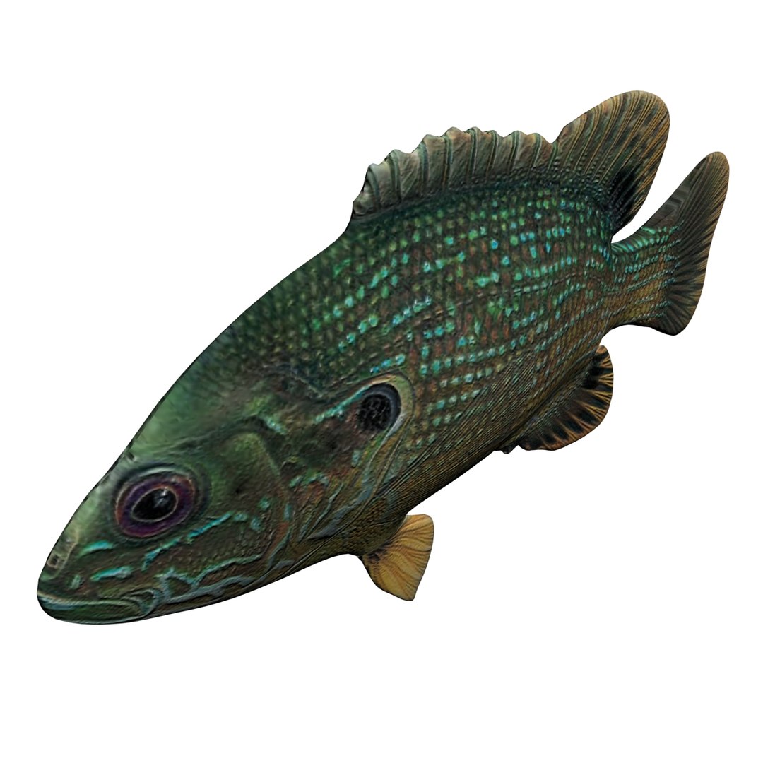 3D Green Sunfish Fish Aquarium - TurboSquid 1218790