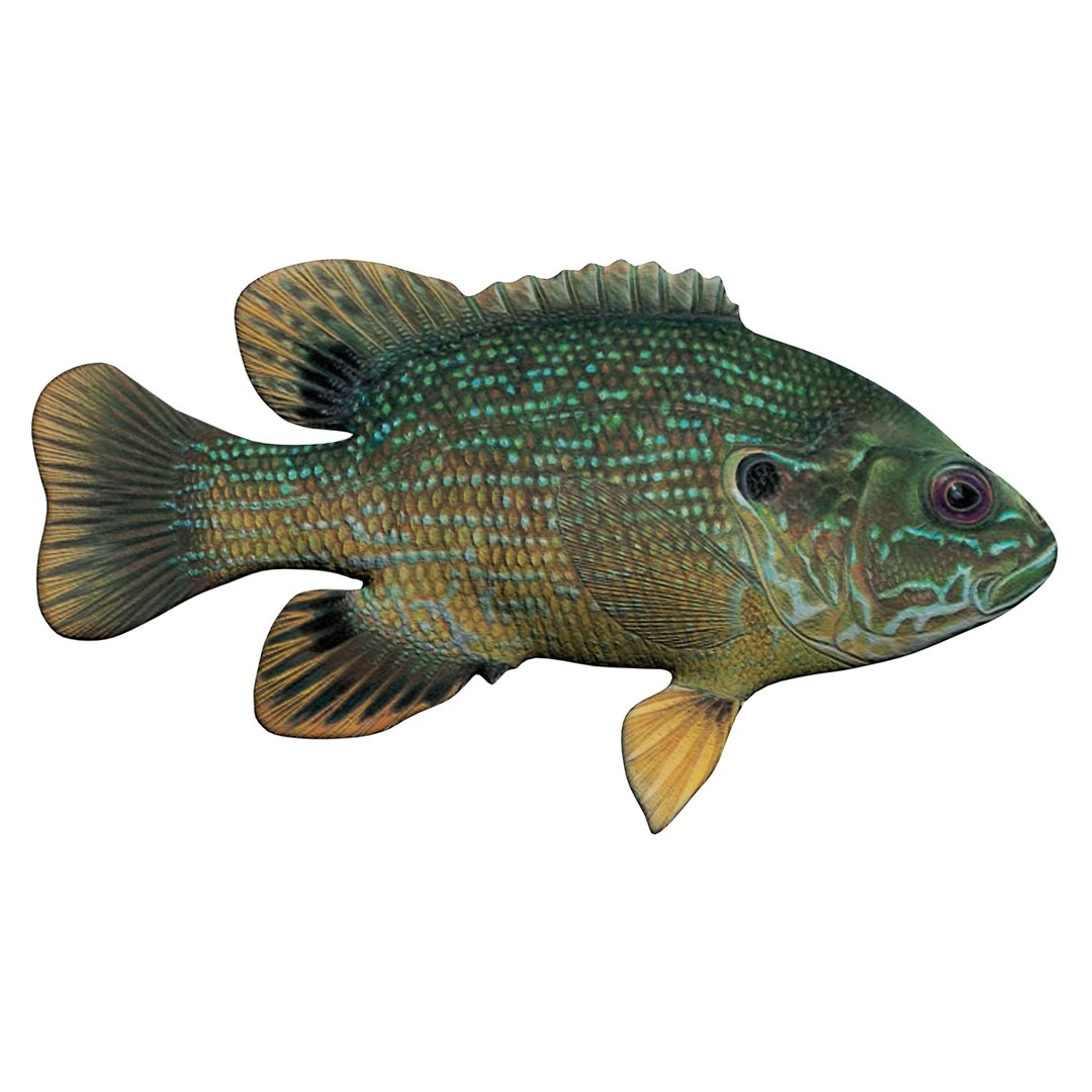 3D Green Sunfish Fish Aquarium - TurboSquid 1218790