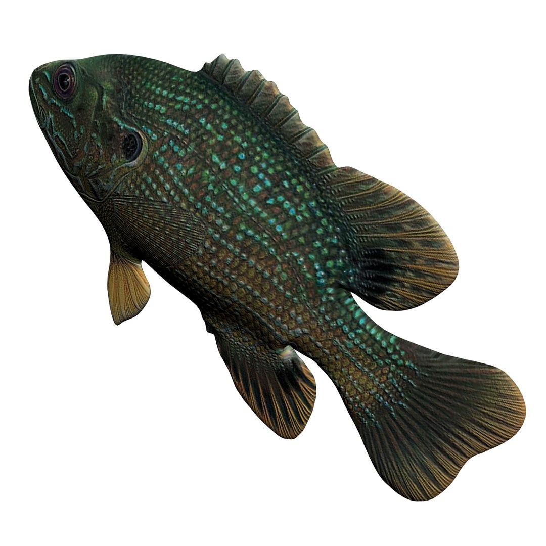 3D Green Sunfish Fish Aquarium - TurboSquid 1218790