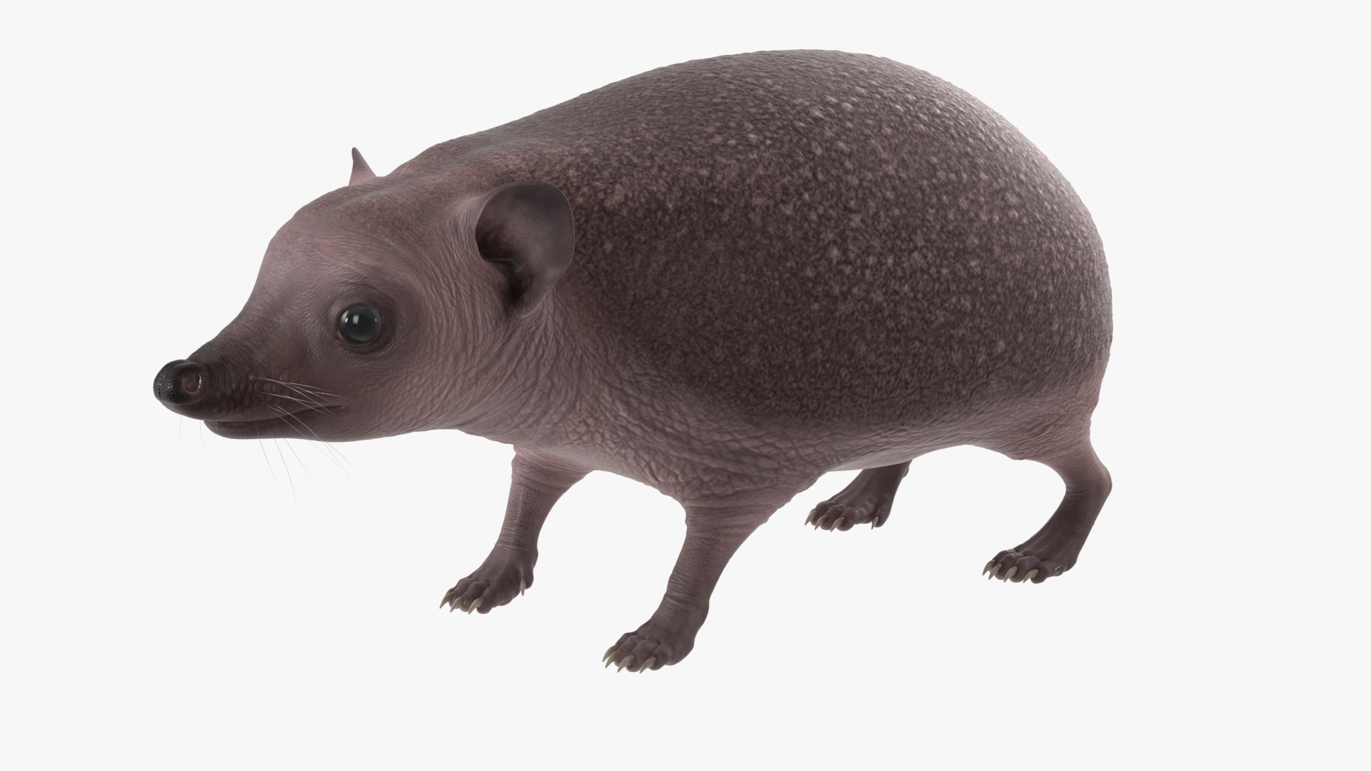 Hedgehog Bald Rigged For Maya Model - TurboSquid 2112698